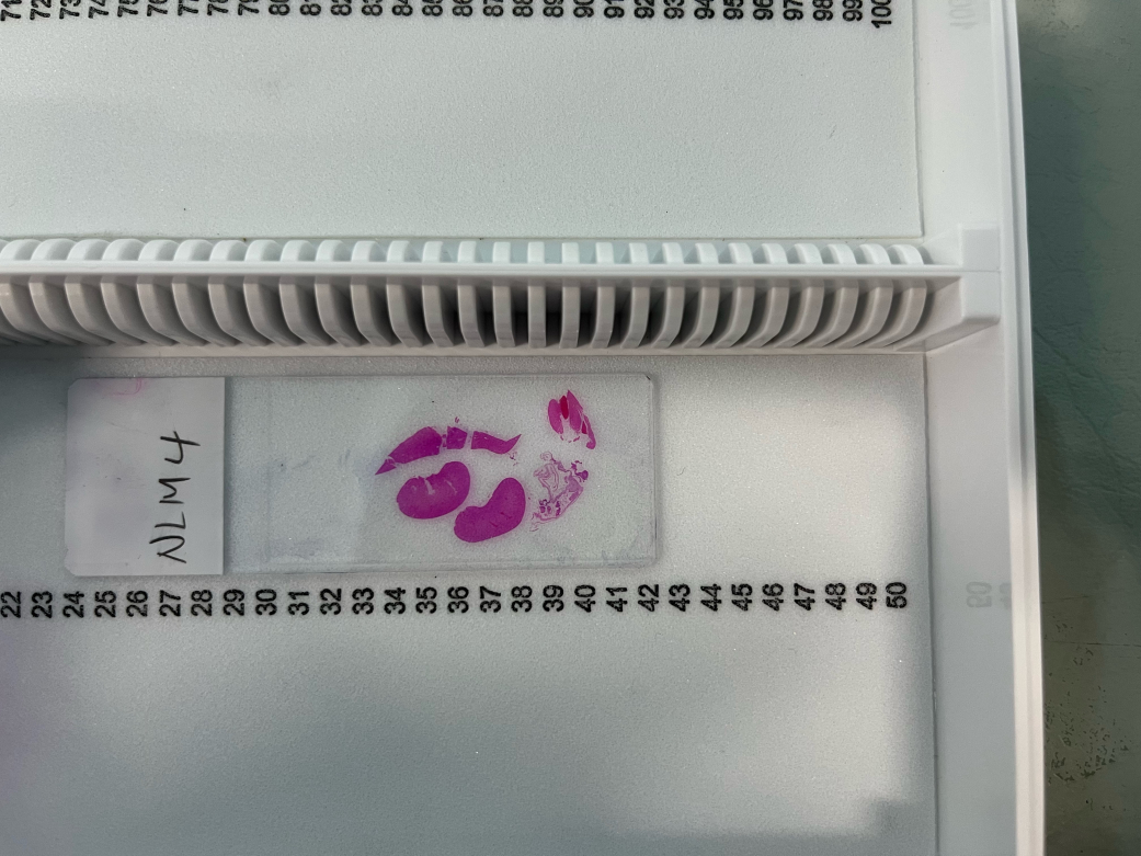 Preparation of collagen peptide nanoemulsions and liposomes from ...